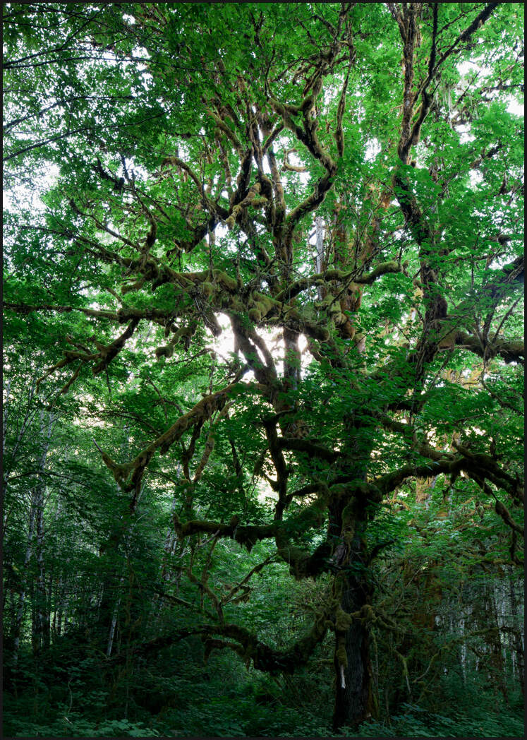 My Free recipe of the Fuji Classic Chrome preset for LR and C1